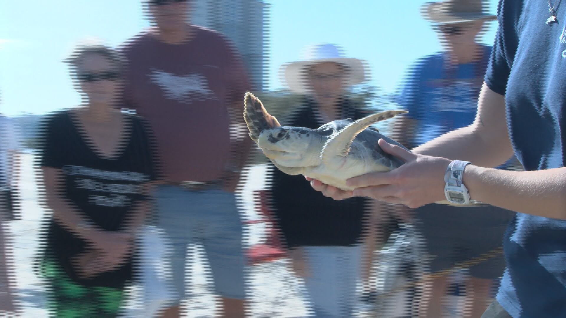 Rehabilitated sea turtles get released