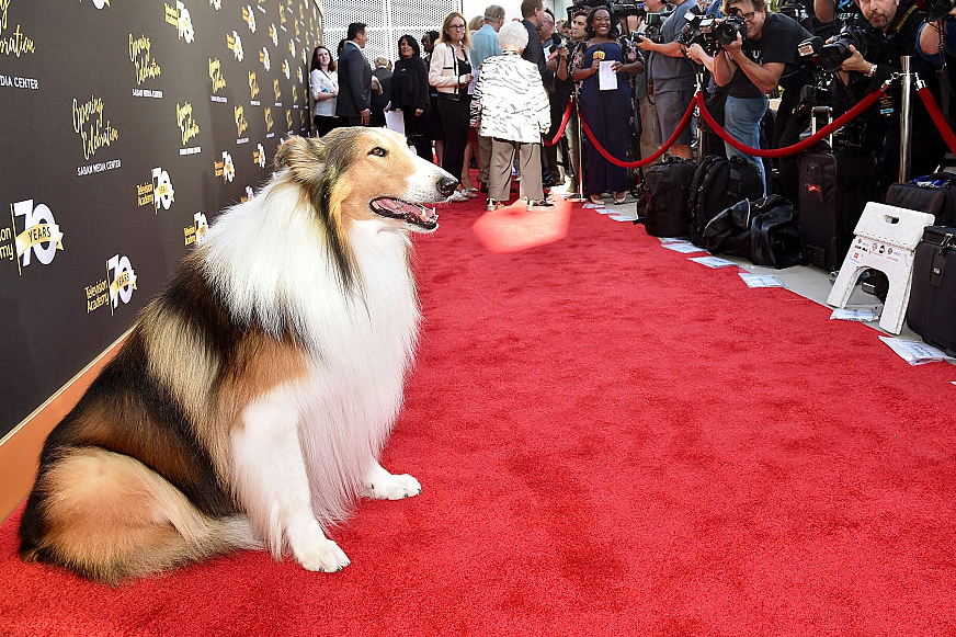 12 Famous TV Dogs & Why We Love Them