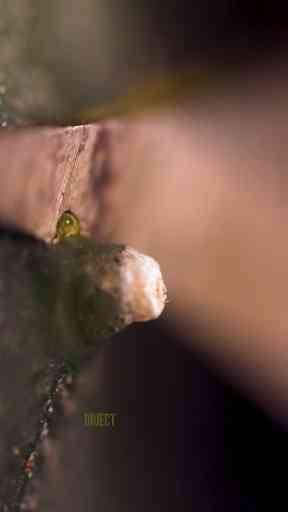 This Tiny Thorn Packs a BIG Surprise!