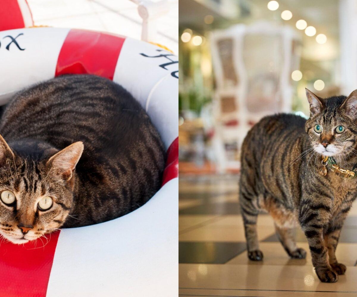 Umhlanga bids farewell to furry legend, Skabenga