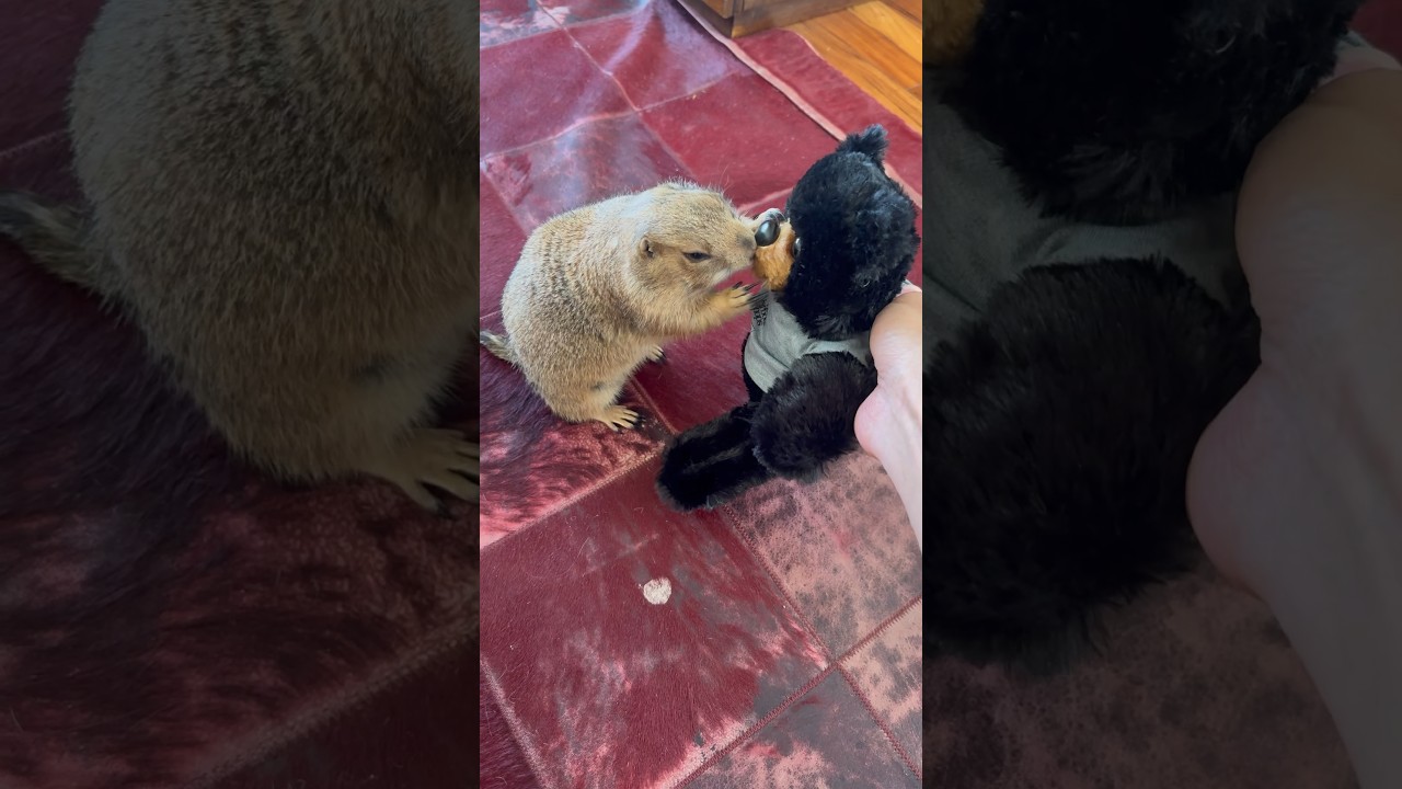 Prairie dog Poppy loves her new teddy