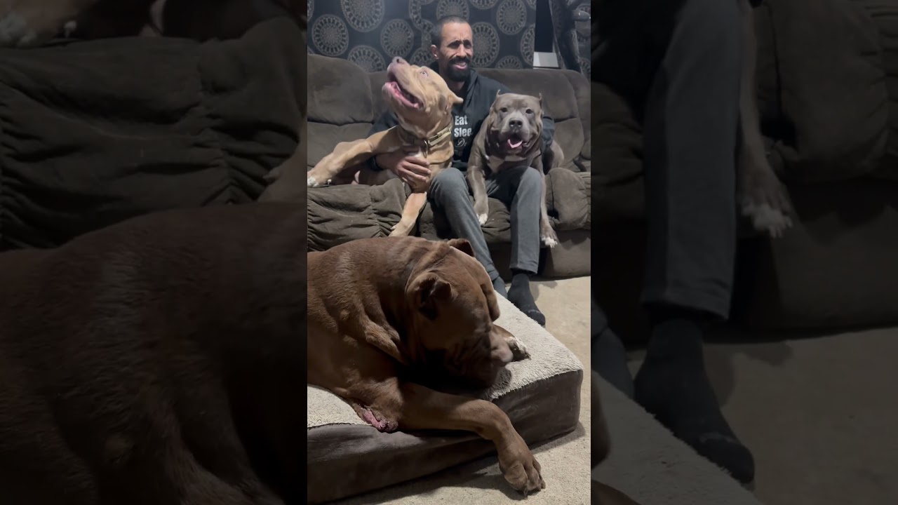 Answering Tough Questions with My Fearless Dogs