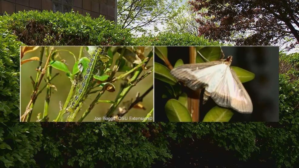 Ohio expands box tree moth quarantine to 4 local counties