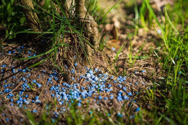 Types of Fertilizer For Your Lawn and Garden