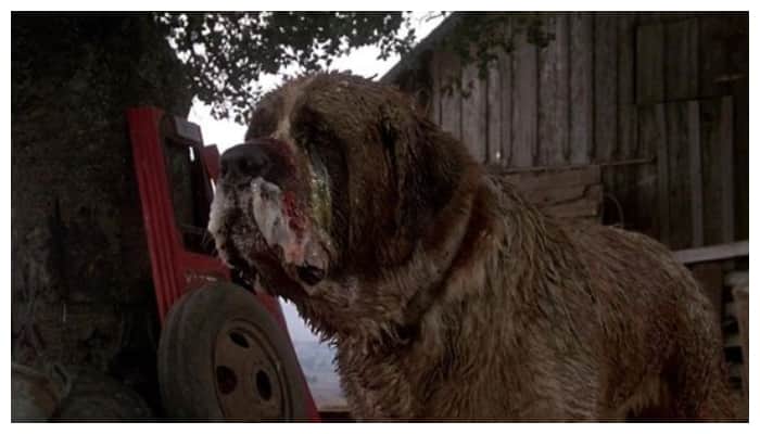 Stephen King's 'Cujo' set to return to big screen; read details