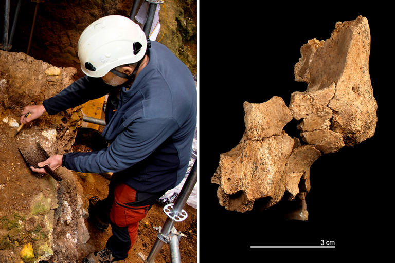 Fossilized facial bone fragments of oldest known human discovered in ...