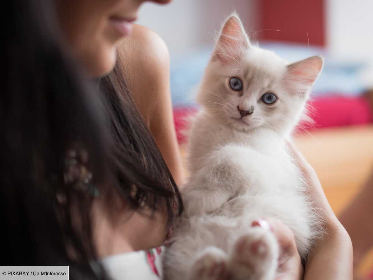 Est-ce que mon chat sait que je l’aime