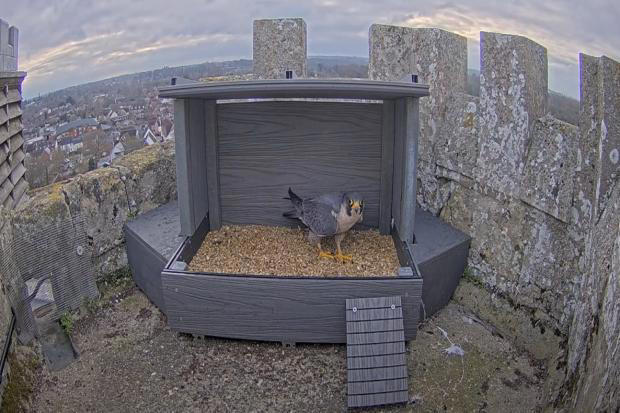 Hope for falcon pair at Romsey Abbey as new male arrives at nest