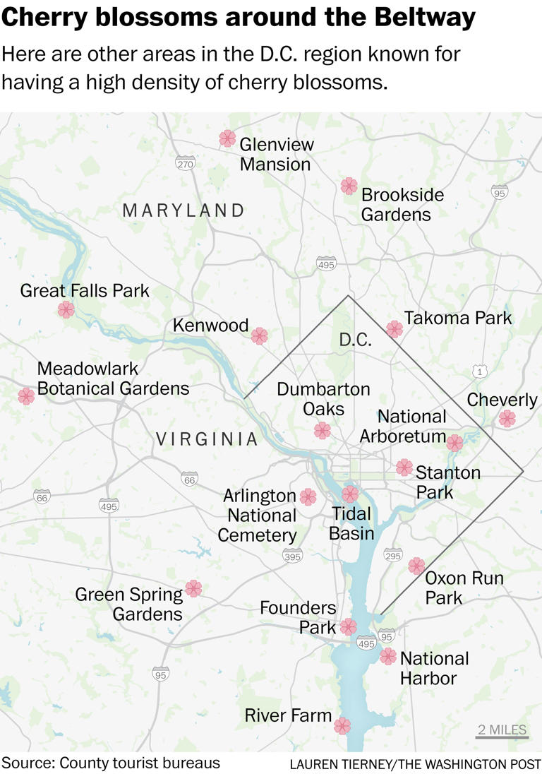Where to see cherry blossoms in the D.C. area, mapped