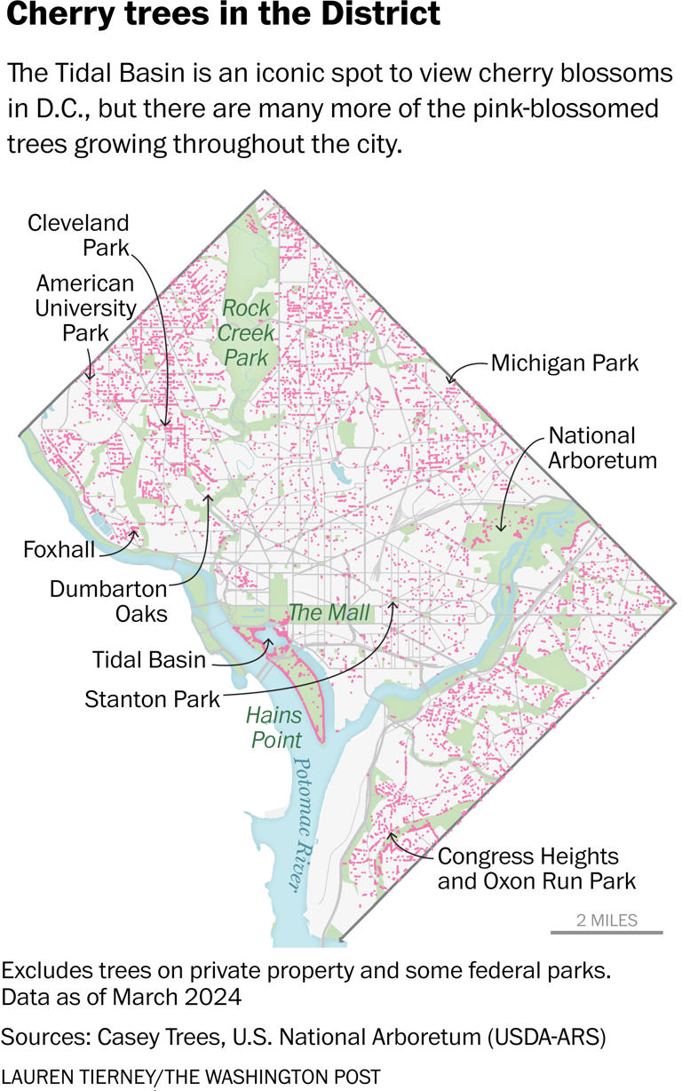 Where to see cherry blossoms in the D.C. area, mapped