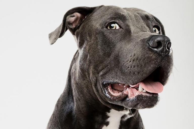 Dog called Oreo turns on his owner and shoots him while he lies in bed