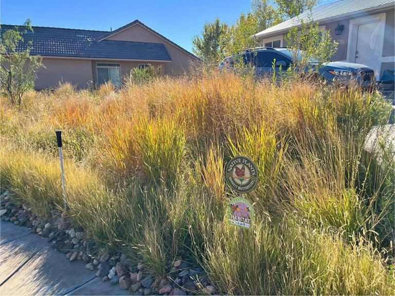 Gardener captures unexpected photo of rare backyard visitor: 'I've ...