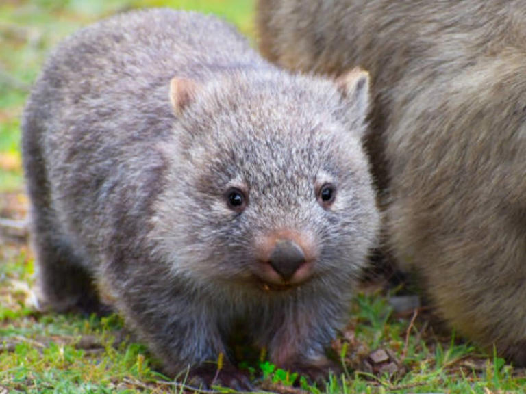 Who Is Sam Jones? Aussies Demand Deportation of US 'Wildlife Biologist' Who Snatched Baby Wombat ...