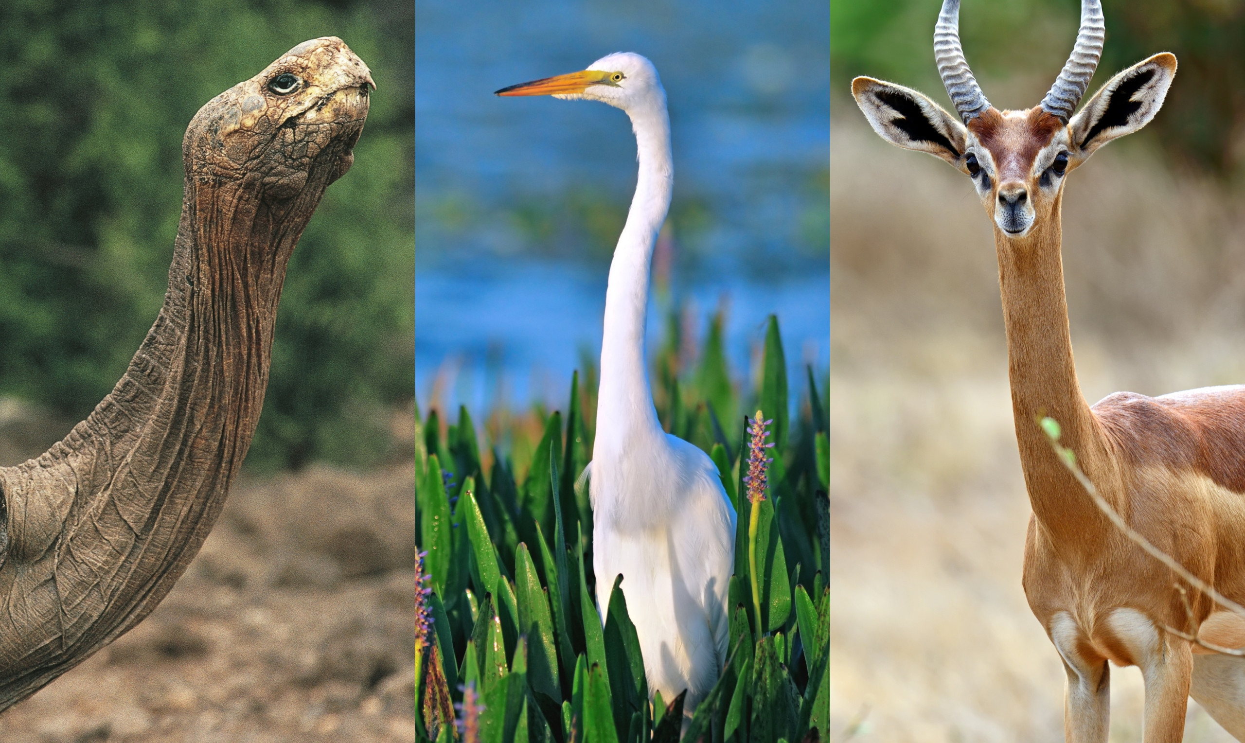 Les animaux sauvages au cou le plus long