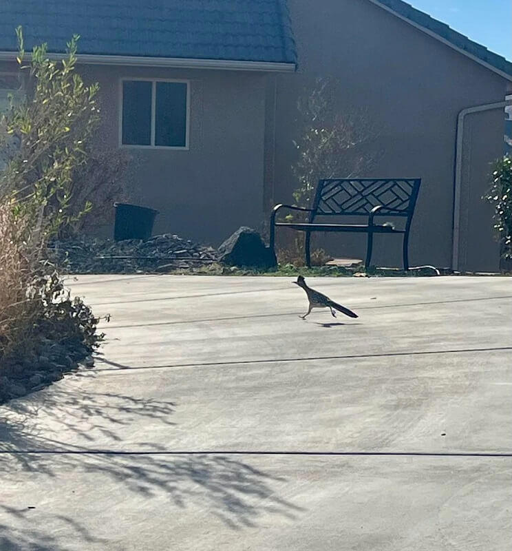 Gardener captures unexpected photo of rare backyard visitor: 'I've ...
