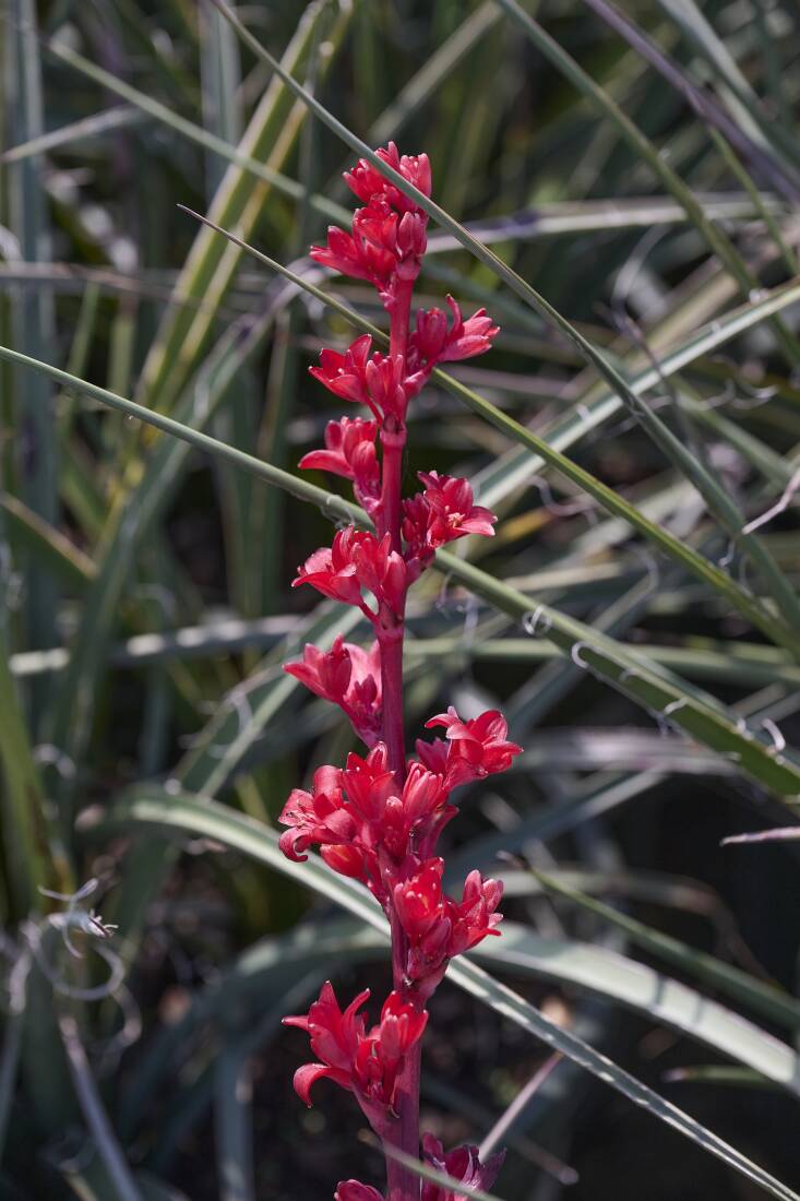 Greatest hits 2025: 5 favorite hummingbird-approved plants