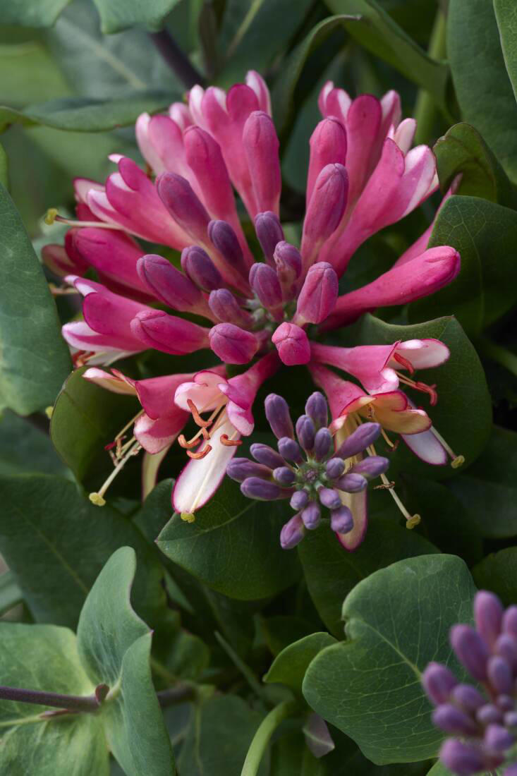 Greatest hits 2025: 5 favorite hummingbird-approved plants