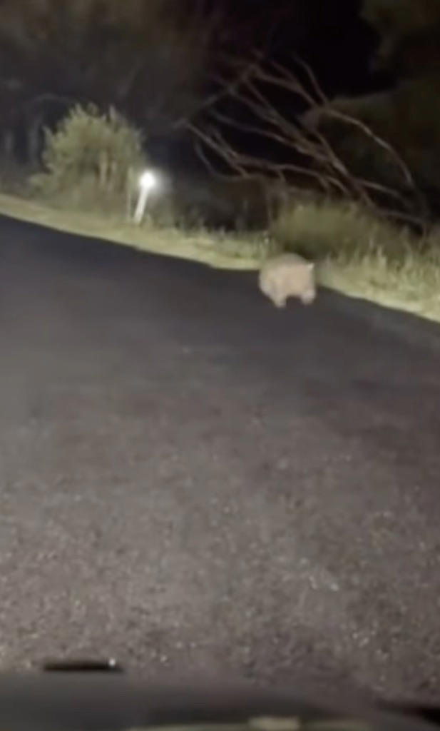 US influencer faces visa probe after taking baby Australian wombat from ...