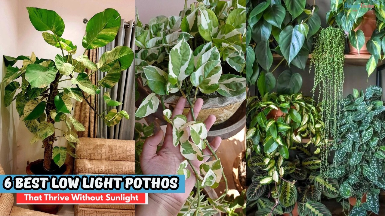 6 Best Low Light Pothos that Need No Sun
