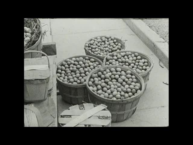 Michigan Game Bird Migration: Pheasants, Mallards & Wood Ducks