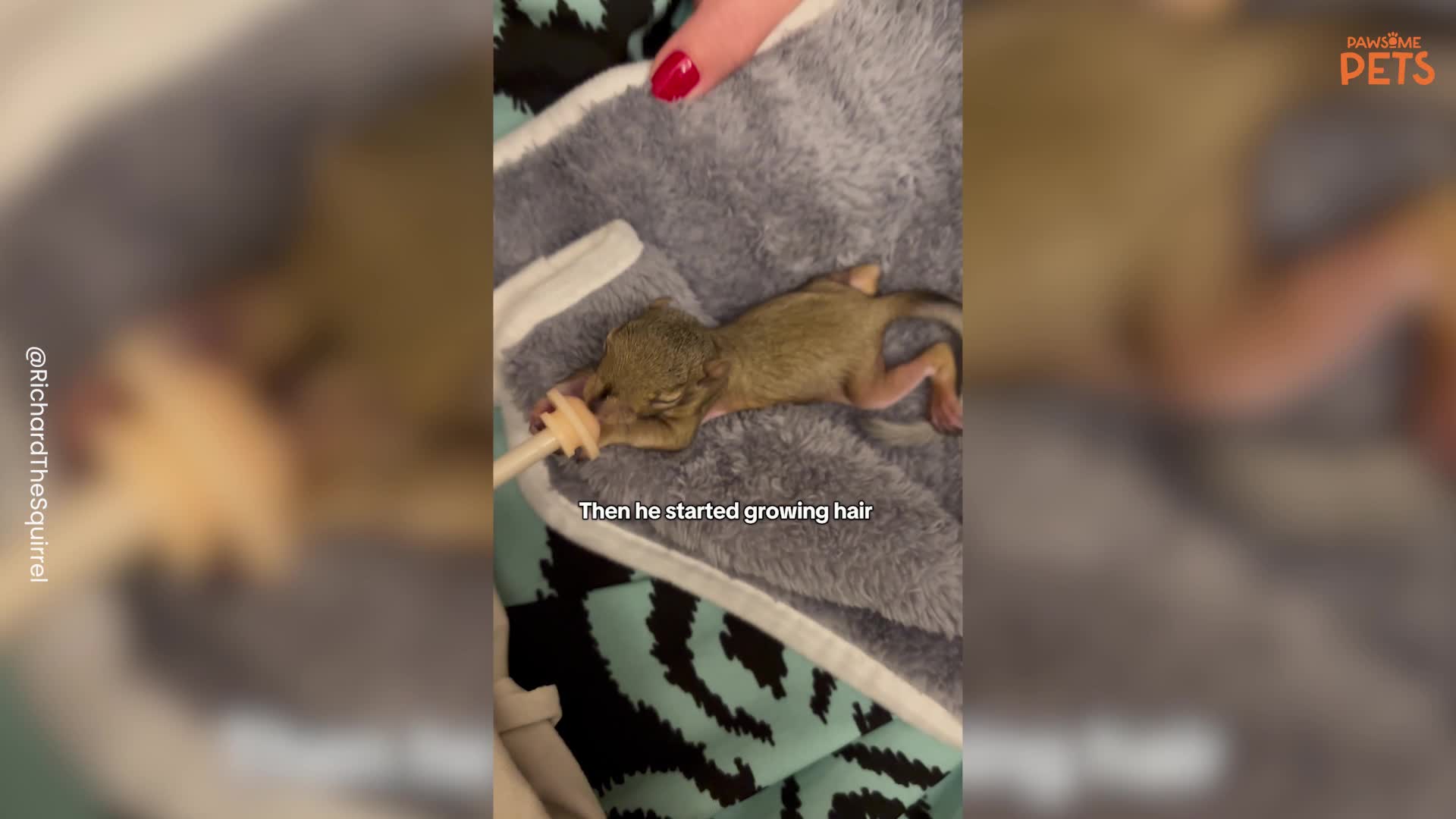 Watch a Baby Squirrel’s Journey from Struggle to Survival