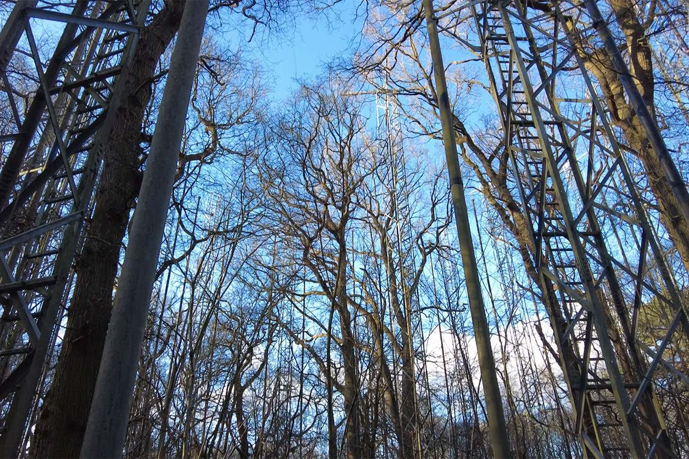 Climate experiment reveals if trees will survive in our future atmosphere