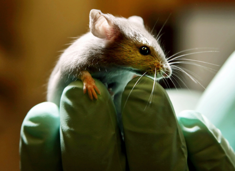 OPINION: Impounding Animal Abuse: The Moment for Animal-Loving ... OPINION: Impounding Animal Abuse: The Moment for Animal-Loving ...
