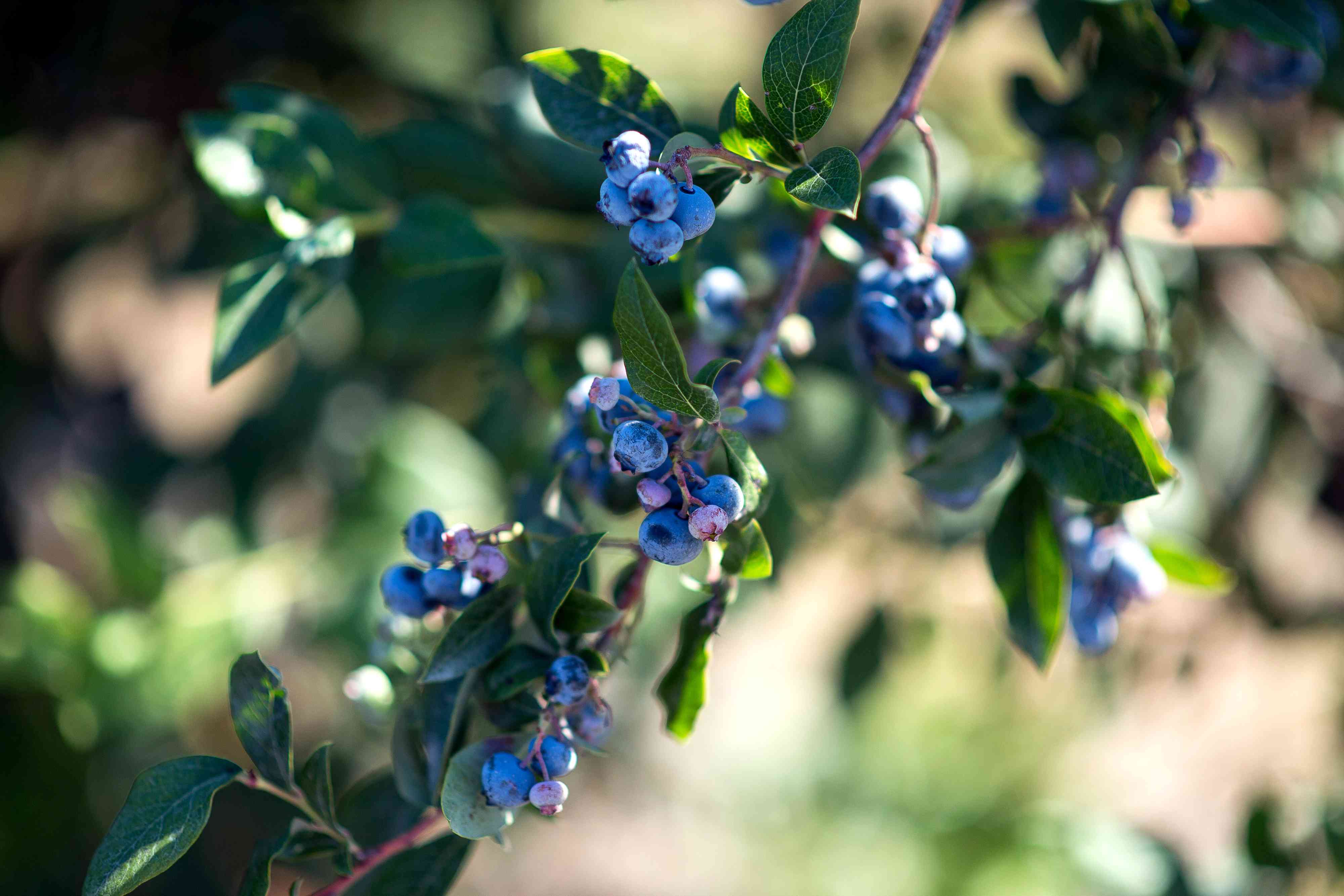 How Wild-Berry Foraging Connects Canada’s First Nations People to the Land
