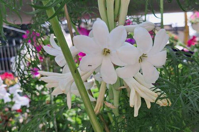 Gardener shares 'most fragrant flower' to grow in garden - perfect for ...