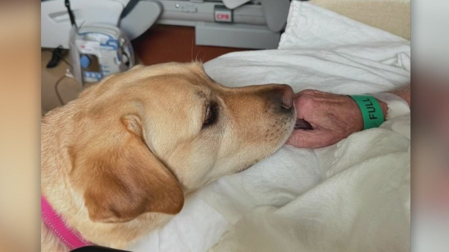 Local therapy dog enters ‘Pet of the Year’ competition