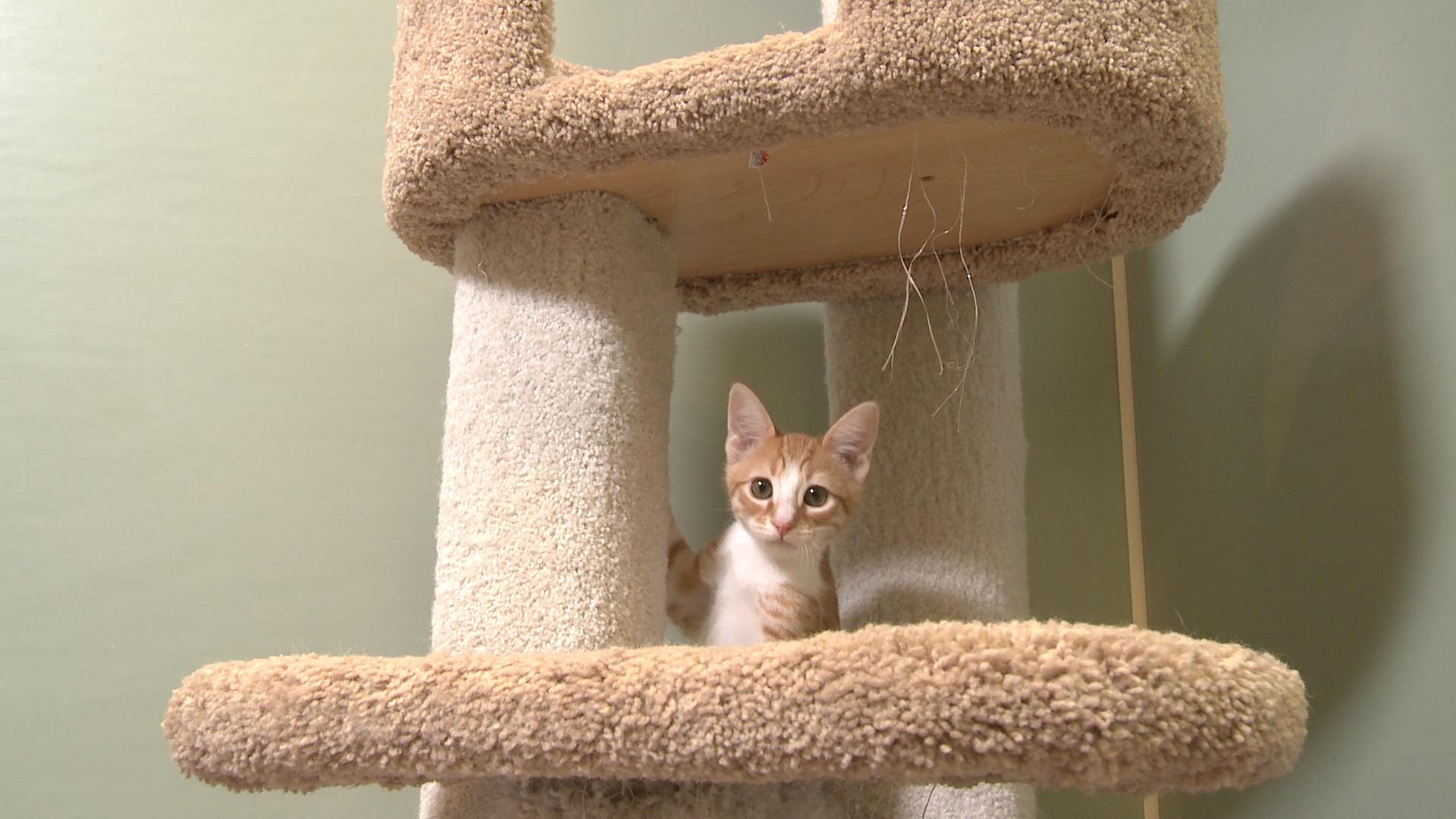 13 Cute Kittens Video Compilation