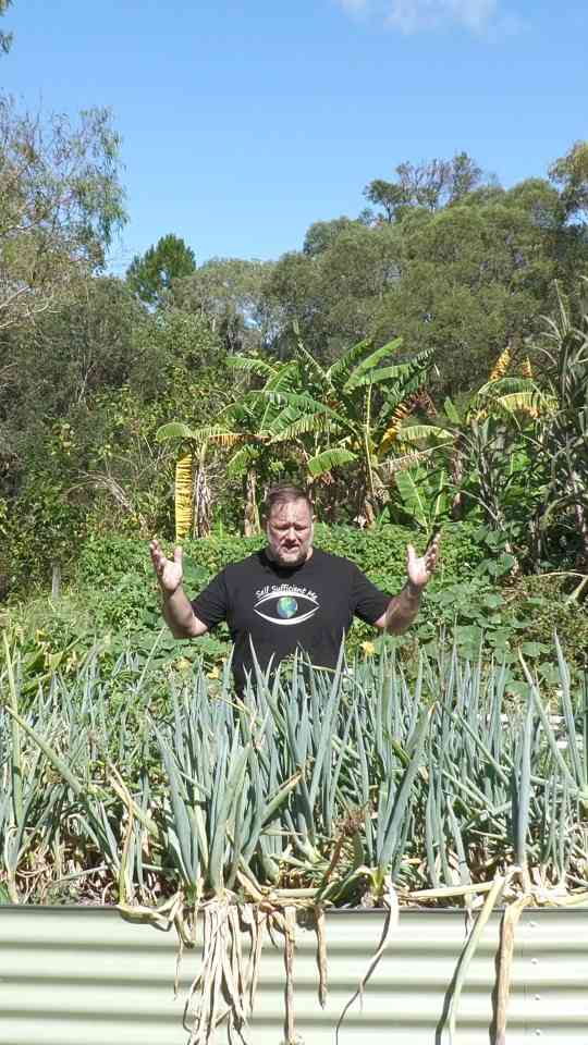 Grow All Year Round Spring Onions