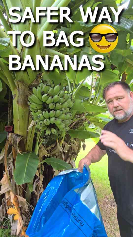 Safer way to bag bananas