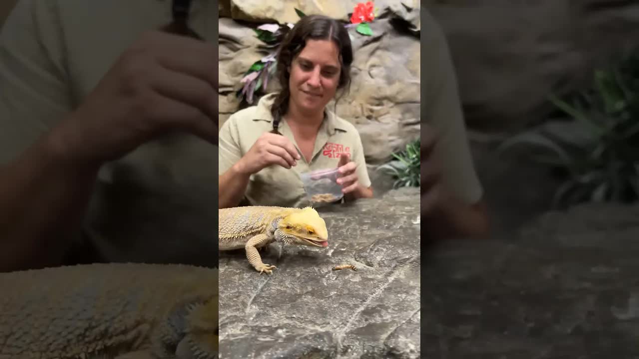 Early Bearded Dragon Gets the Worm? #wow #cool #animal #shorts #video # ...