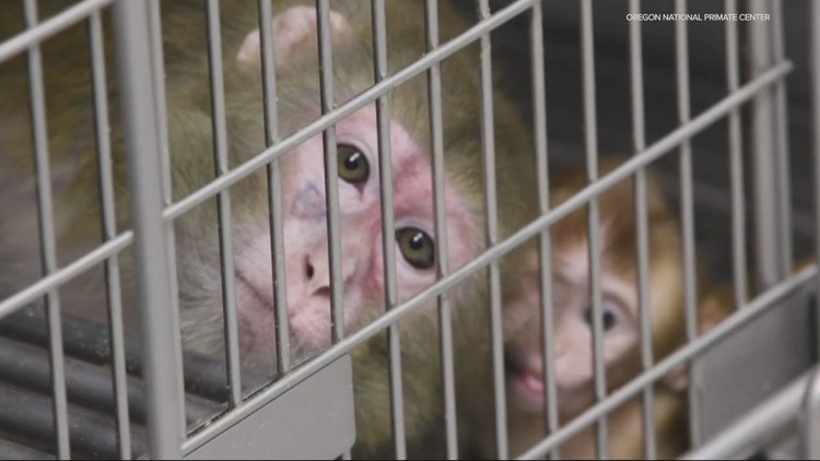 Ads from nonprofit question testing on monkeys at OHSU's Oregon ...
