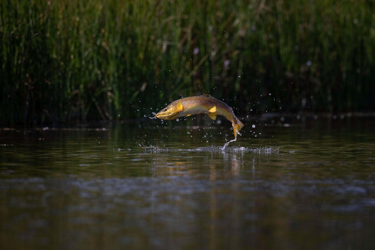 Brown trout can pass beaver dams, study finds