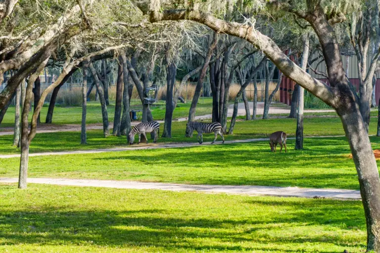 This is the Most Underrated Hotel at Disney World – Let Us Tell You Why