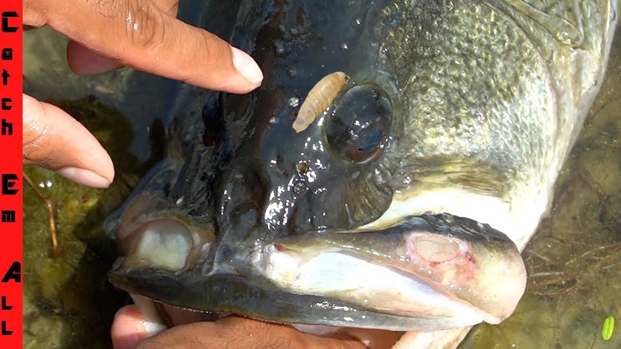 WHY i RELEASED My PET BASS SHAMU! Parasite Fish Contol