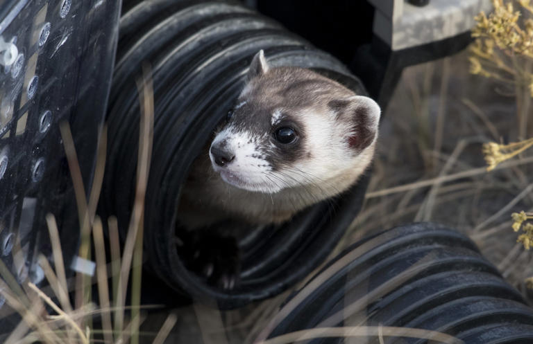 A source of Wyoming pride — black-footed ferret recovery — hamstrung by ...
