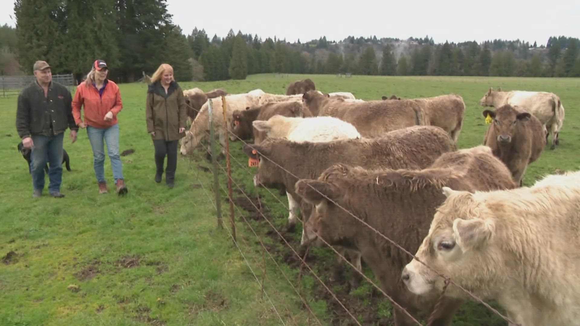 Oregon cattle ranchers facing tariff uncertainty