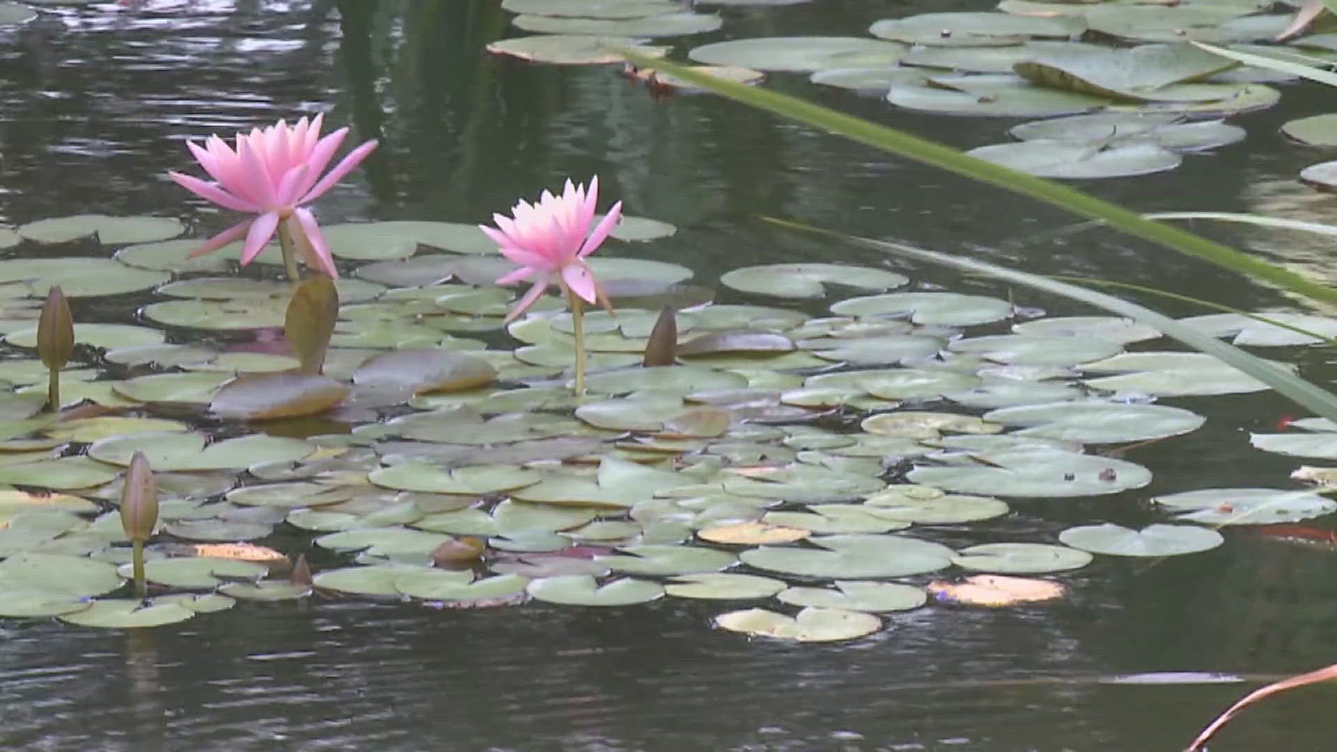 Weekend Rundown with WLLR | March 13, 2025