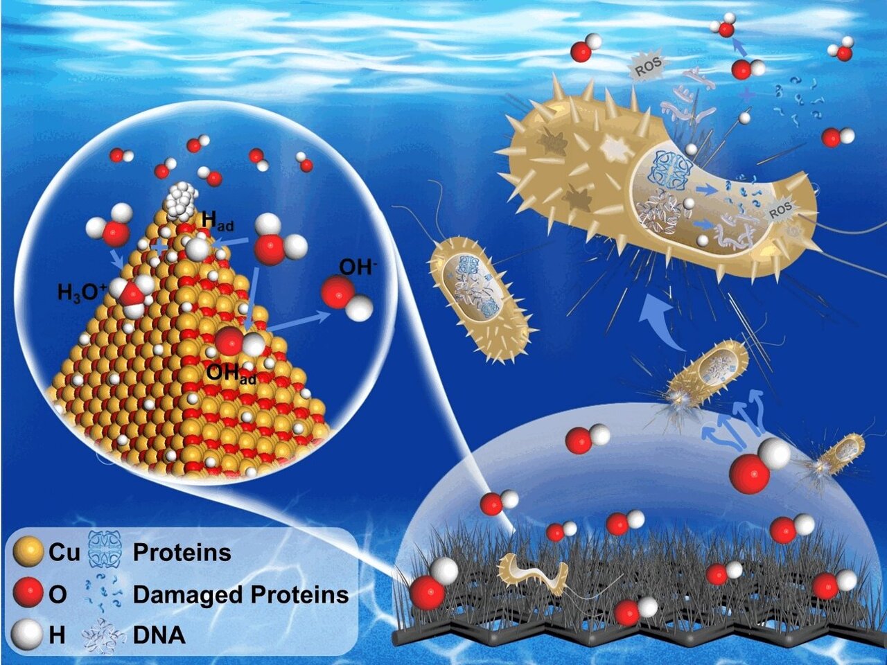 Electrocatalytic sterilization: Nanowires produce localized highly ...