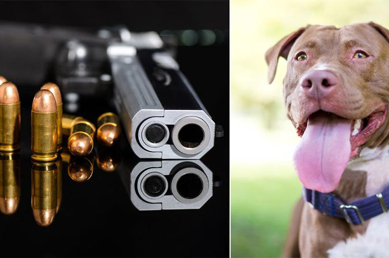 Dog called Oreo turns on his owner and shoots him while he lies in bed