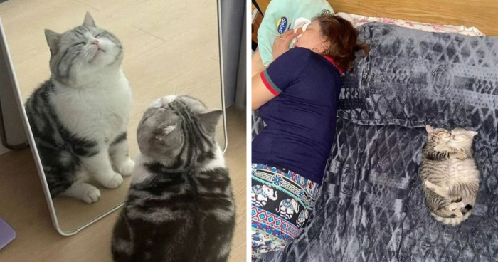 If You Need A Laugh, These 49 Cat Memes Have You Covered