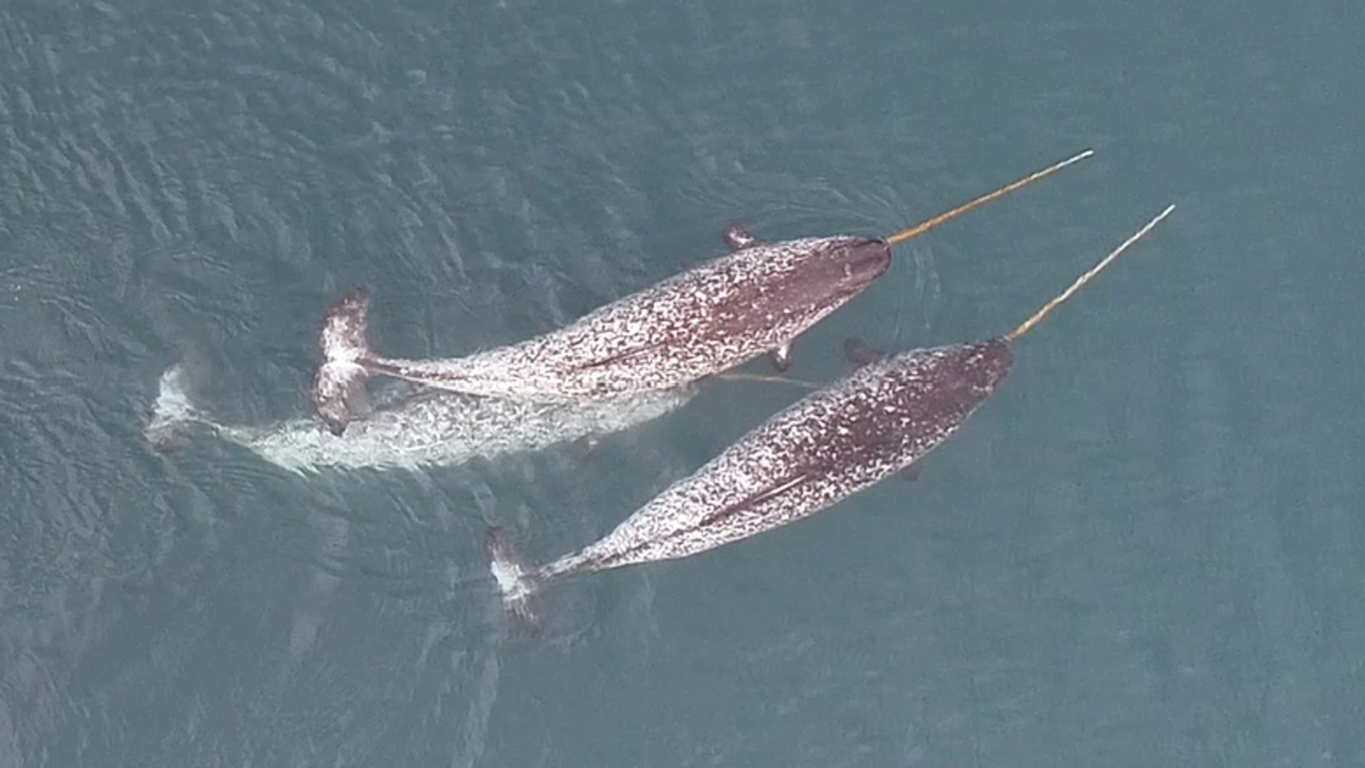 On sait enfin à quoi sert la légendaire défense du narval