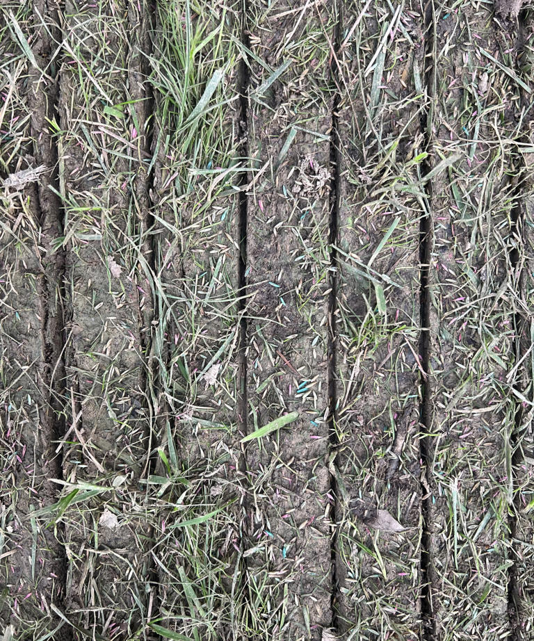 Slit seeding a lawn is ideal for reinvigorating thin or patchy grass ...