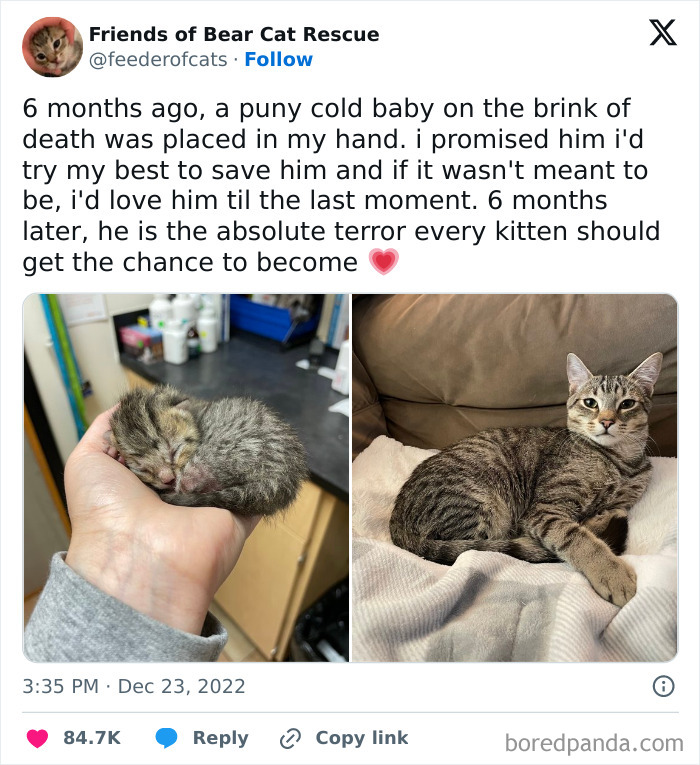 If You Need A Laugh, These 49 Cat Memes Have You Covered