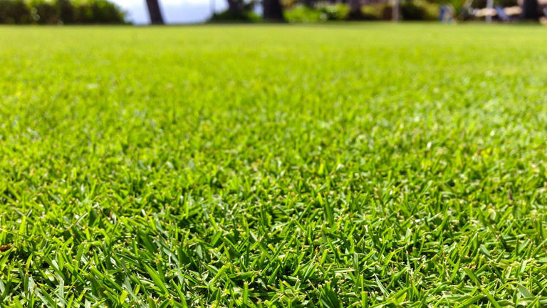 Slit seeding a lawn is ideal for reinvigorating thin or patchy grass ...