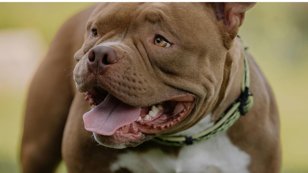 Video of Pit bulls attacking police during drug raid goes viral | WATCH