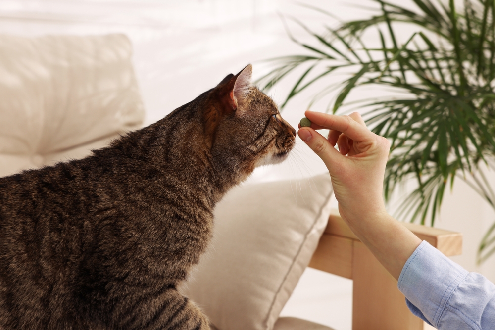 Best Heartworm Prevention for Cats: 5 Vet-Approved Picks
